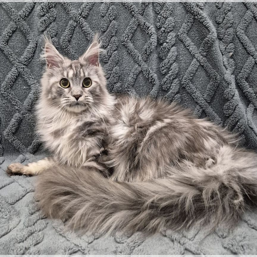 Мейн-кун котёнок