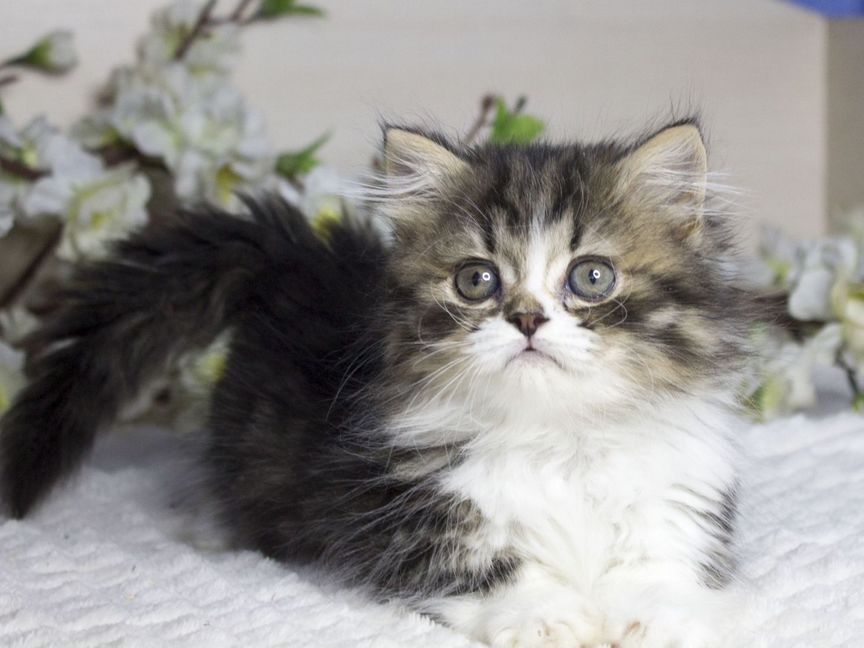 Котята манчкин