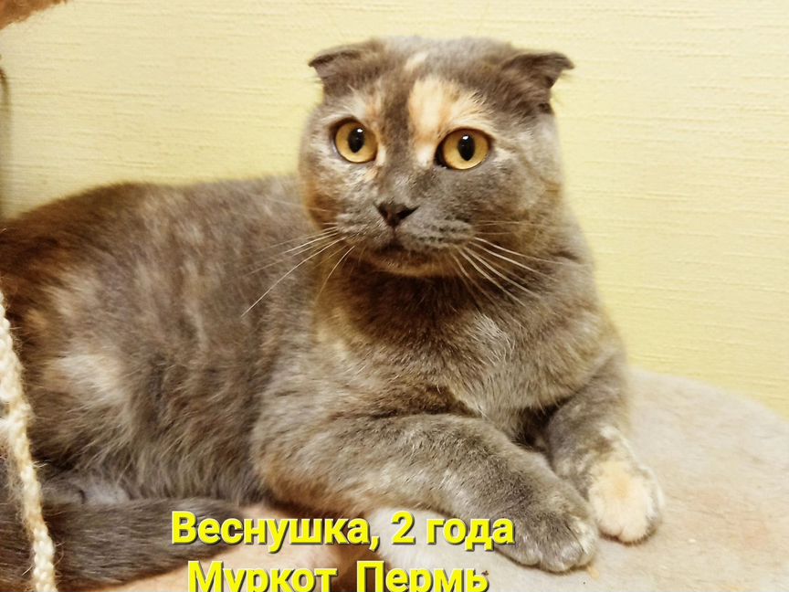 Шотландская вислоухая