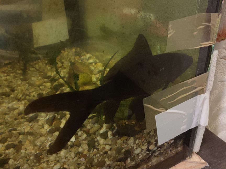 Комета чёрная