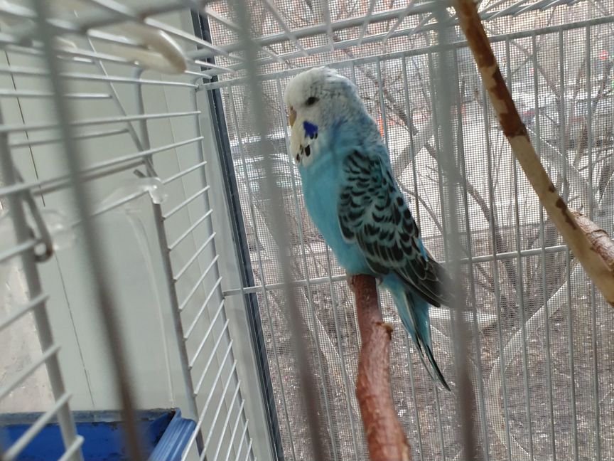 Молодой, 3 месяца чех, красивый клубный волнистик