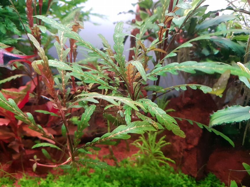 Гигрофила пиннатифида