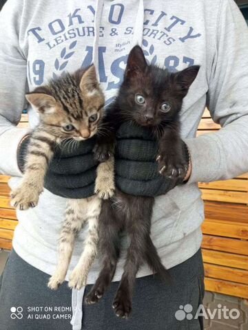 Котята девочки 1,5 месяца с доставкой
