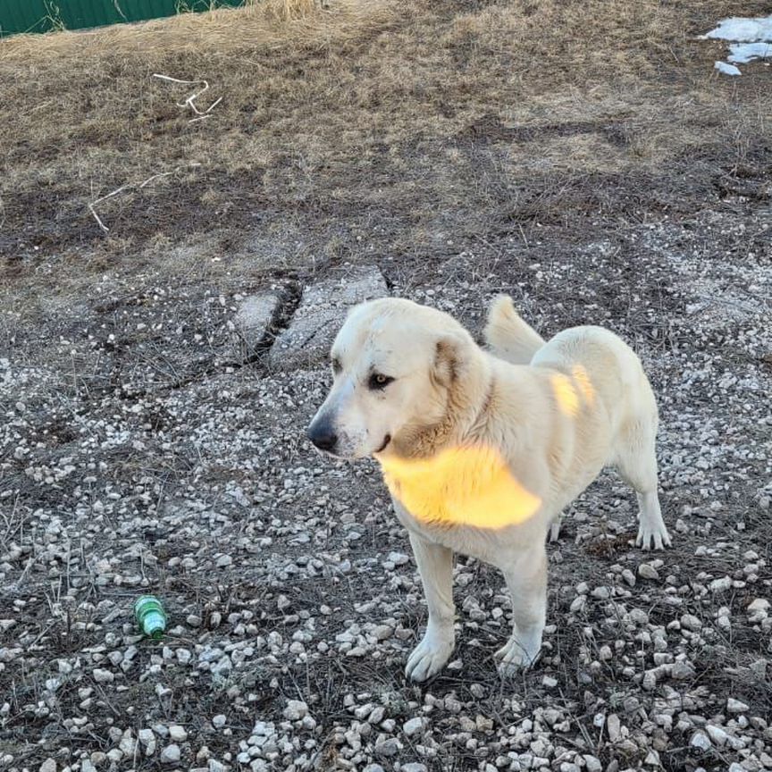 Найдена собака