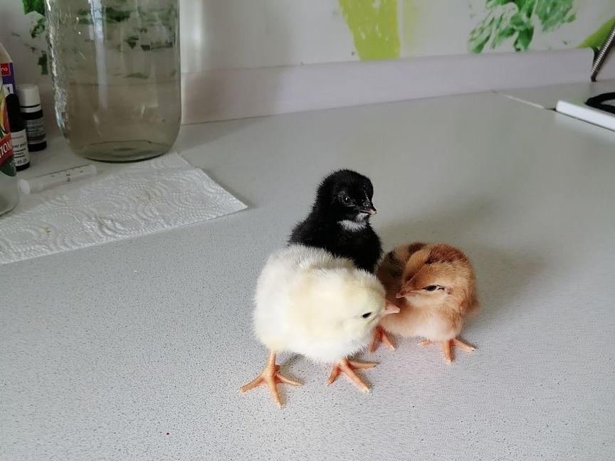 Цыплята от домашних курочку, и Мастер Грей