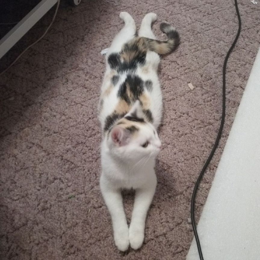 Взрослая, Девочка кошка в добрые руки