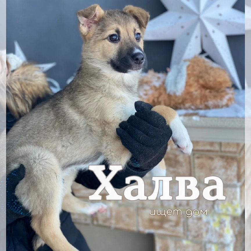 Щенок в добрые руки