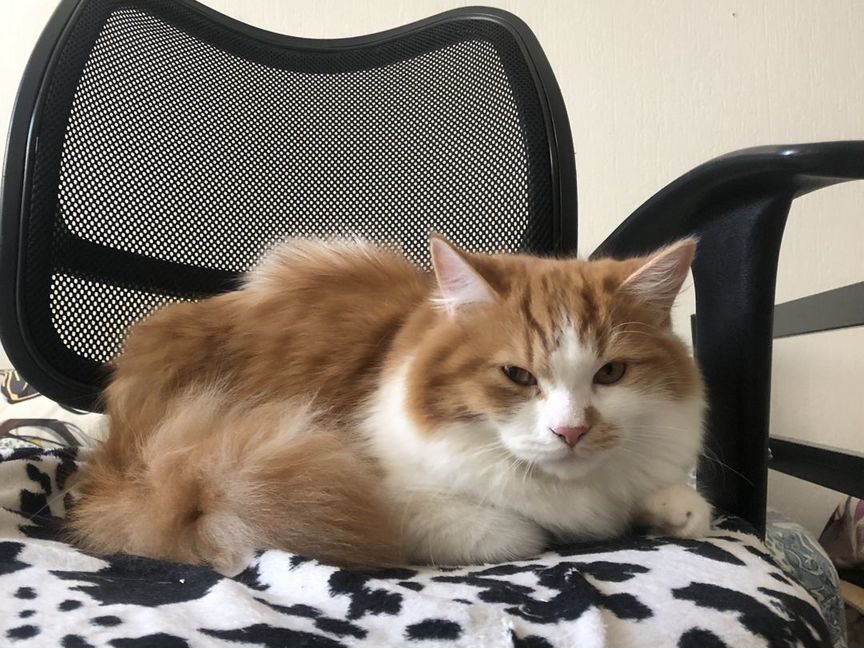 Котята в добрые руки бесплатно