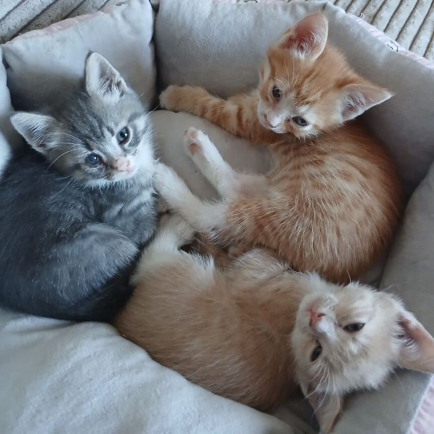 Котёнок в добрые руки