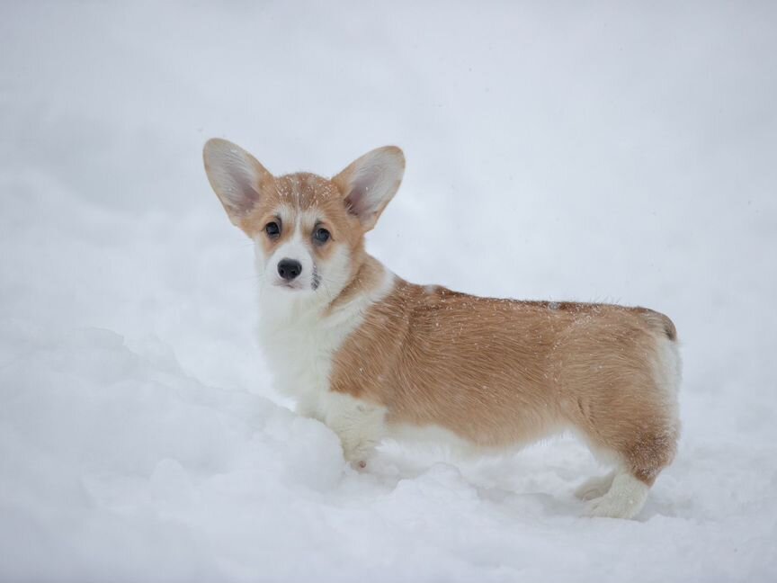 Вельш-корги пемброк девочка
