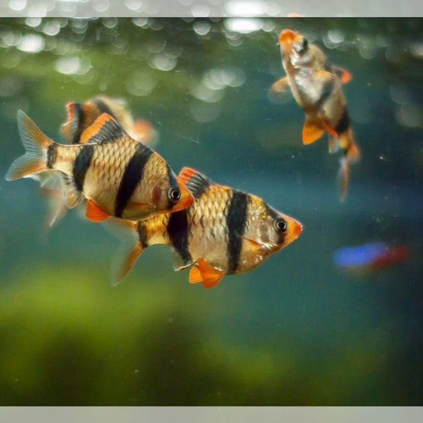 Аквариумные рыбки барбус сумотранский