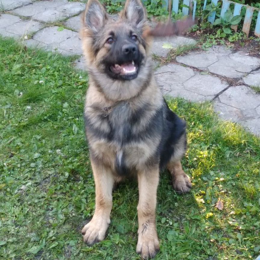 Немецкая овчарка, щенок