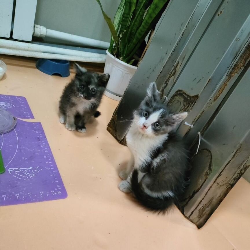 Котенок 2 месяца