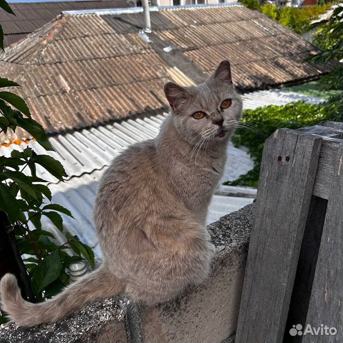 Британец короткошерстный