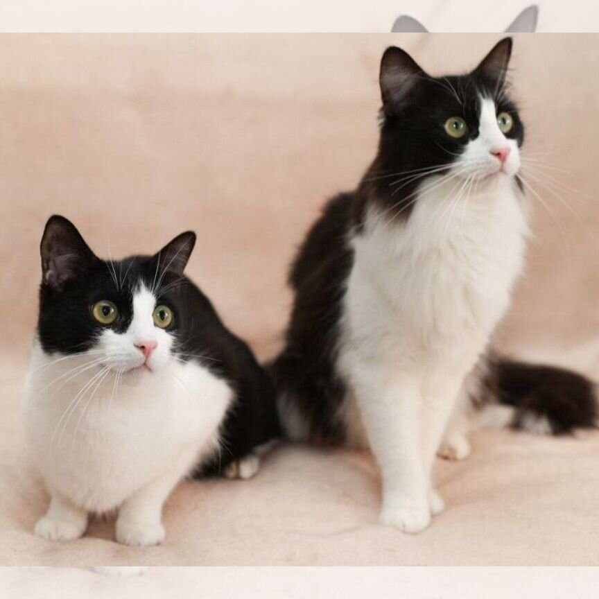 Взрослый кот в добрые руки