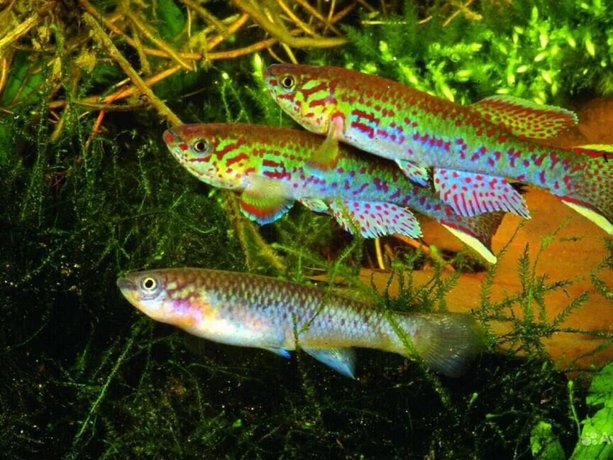 Афиосемион Гарднера