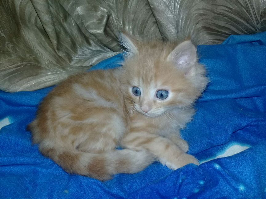 Сибирские пушистики ждут заботливых хозяев