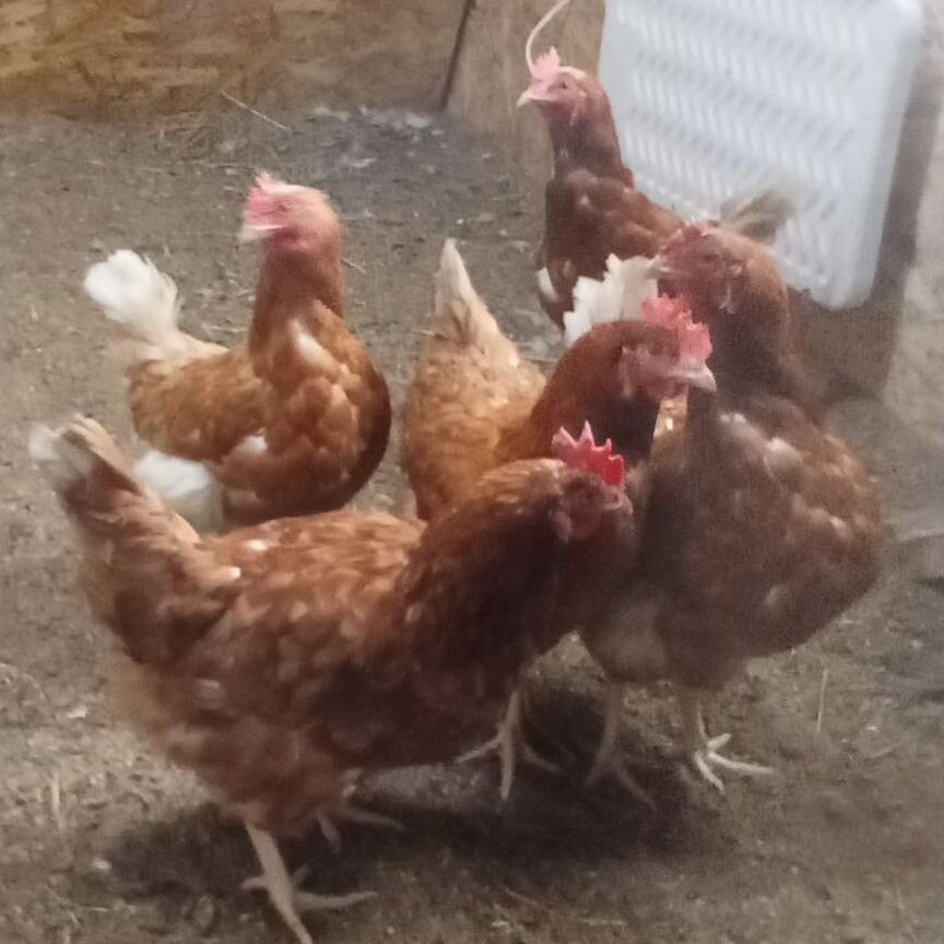 Куры несушки