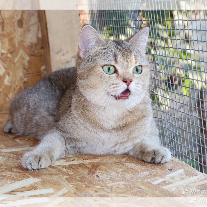 Шотландская золотая шиншилла кошка