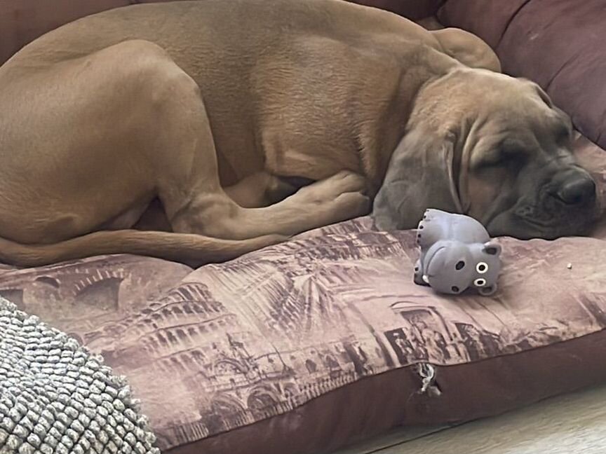 Щенки кане корсо