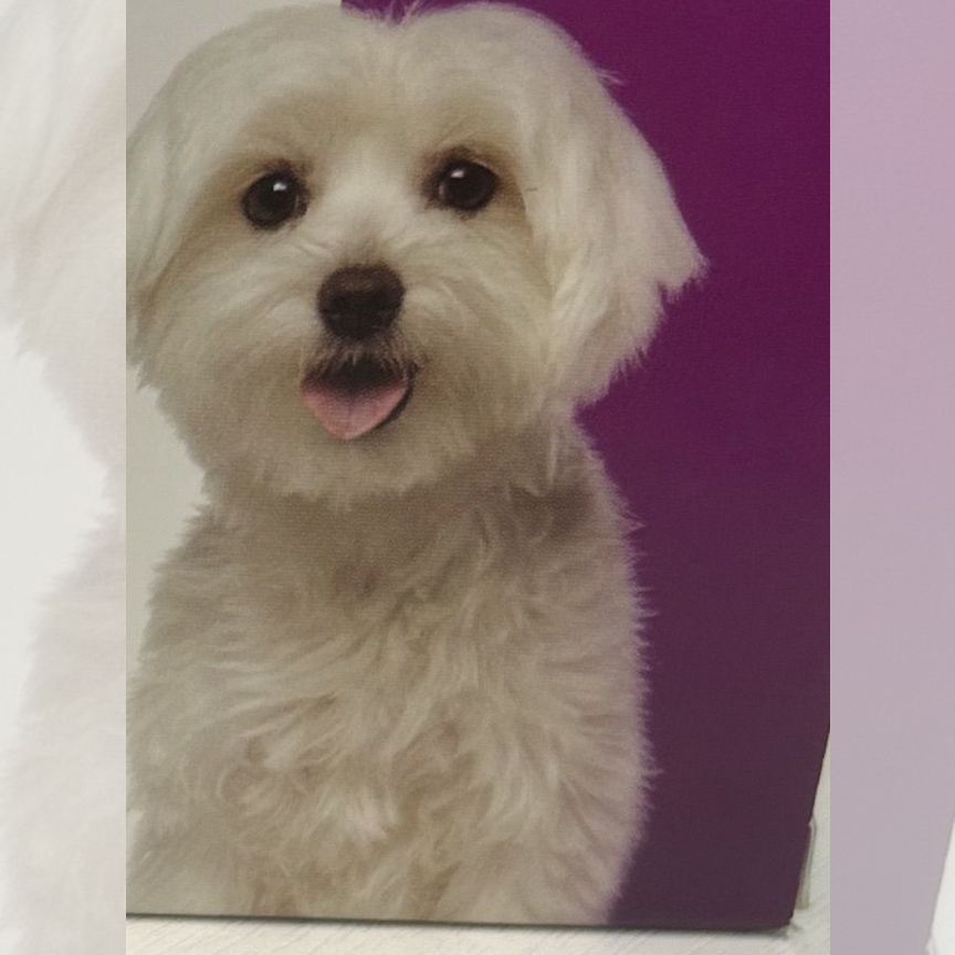 Товары для собак