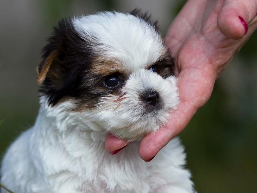 Бивер мальчик