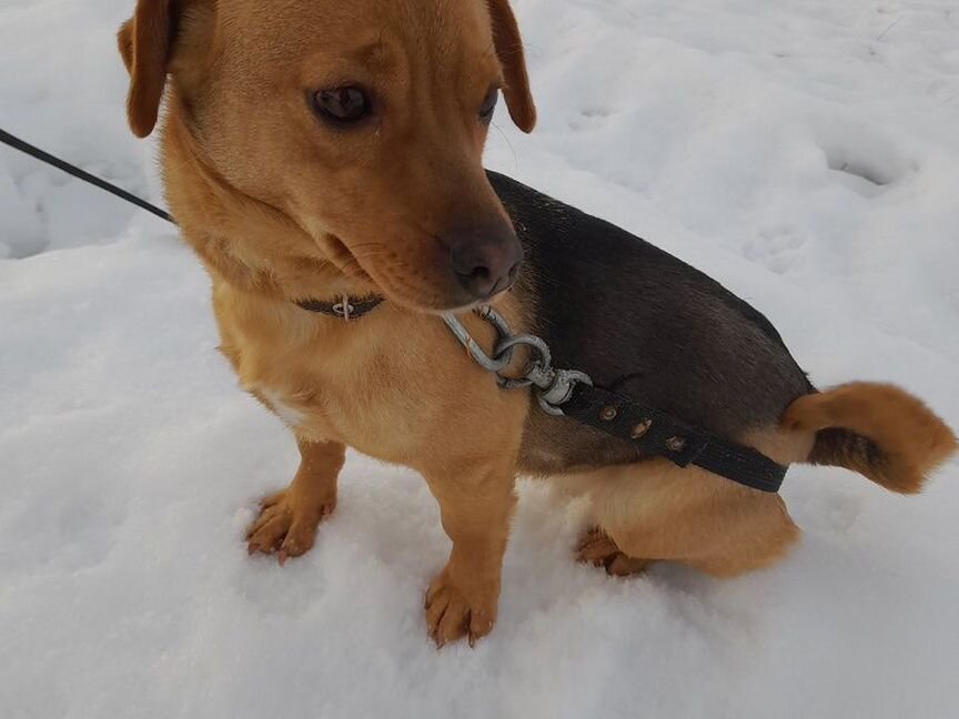 Маленькие собачки в добрые руки