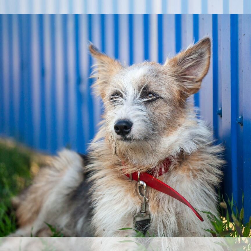 Взрослая собака в добрые руки