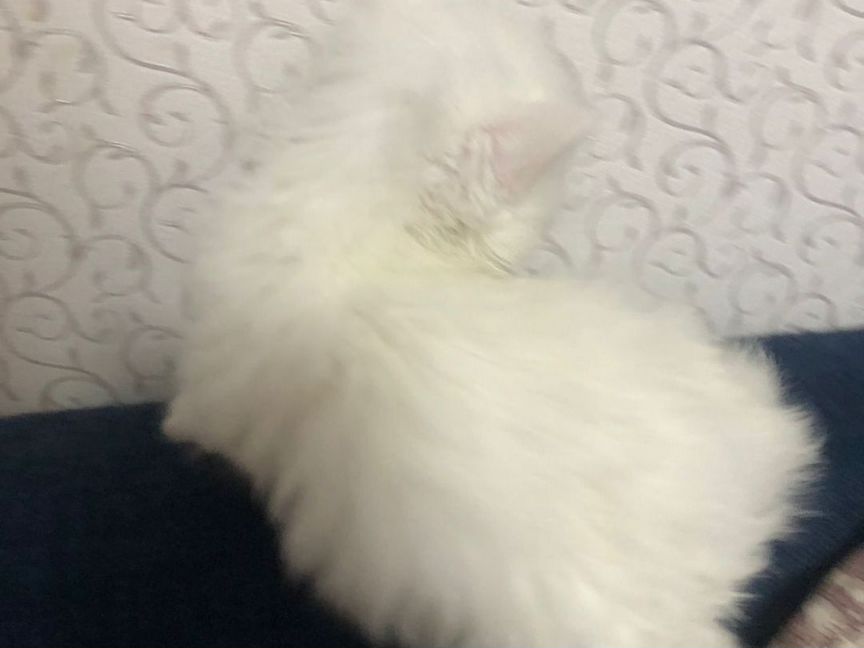 Беляш,котенок,мальчик