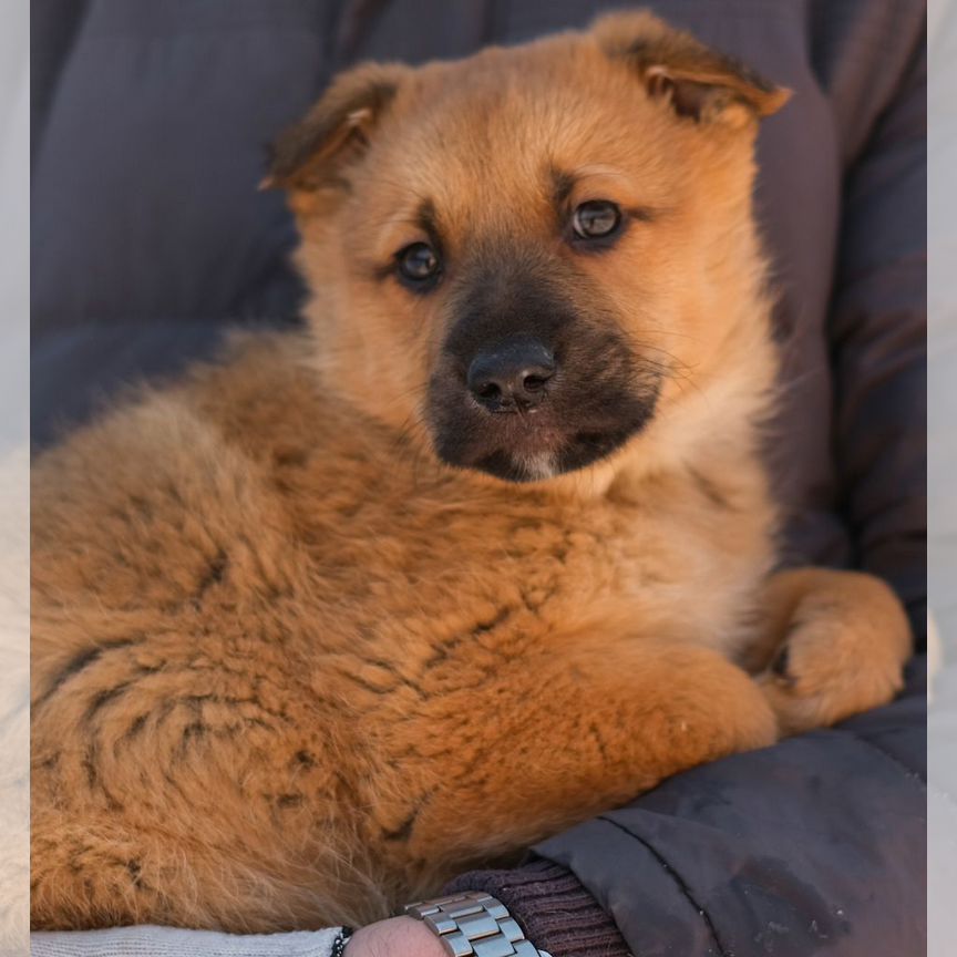 Щенок в добрые руки