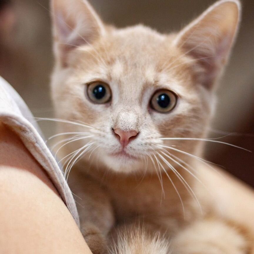 Лапочка Персик (3 мес.)