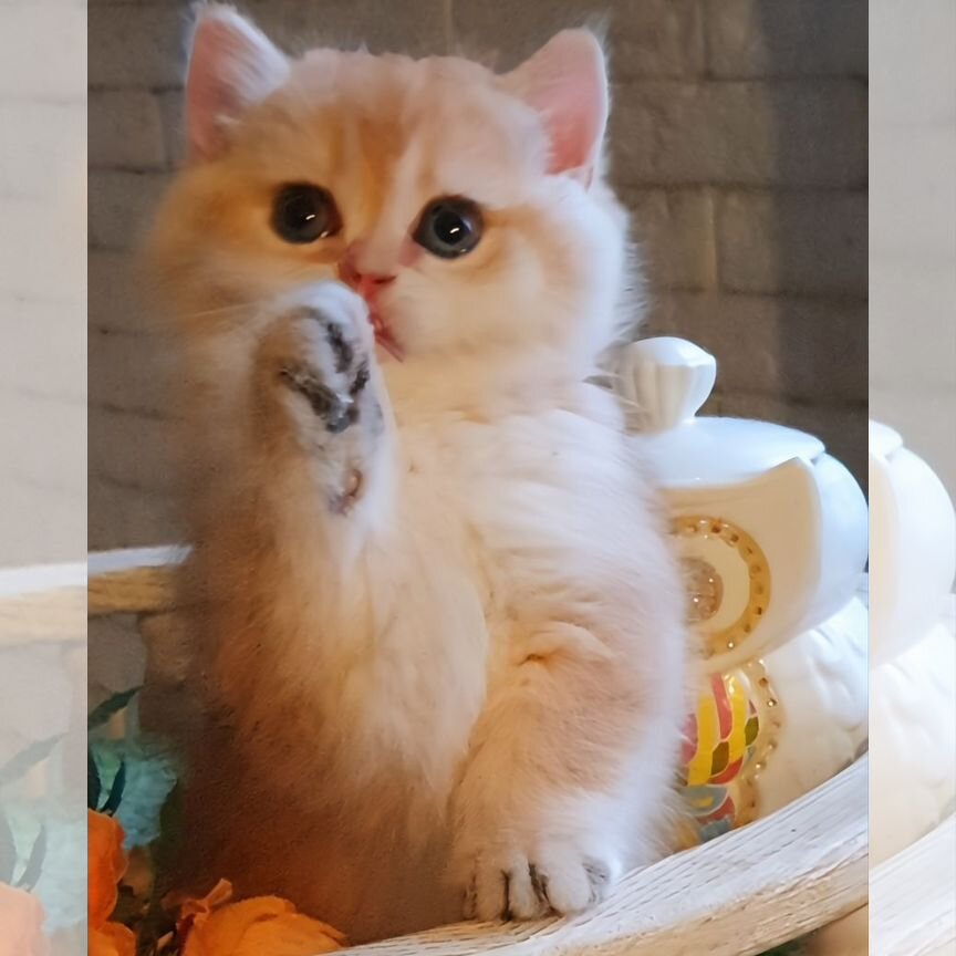 Британский короткошёрстный котёнок