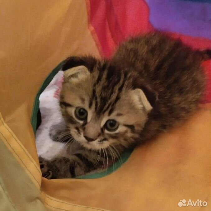 Котята 4 недели