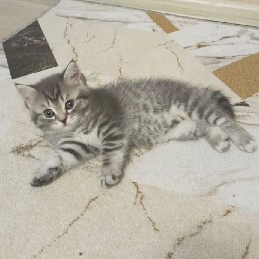 Британский короткошёрстный котёнок