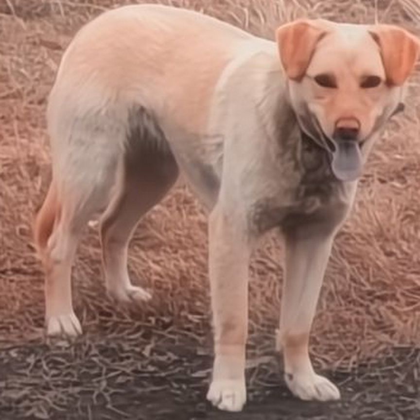 Взрослая собака в добрые руки