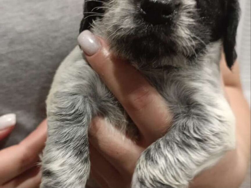 Русский спаниель