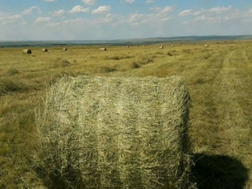 Сено луговое в рулонах