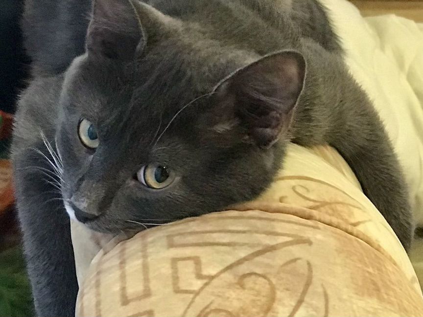 Молодой домашний котик
