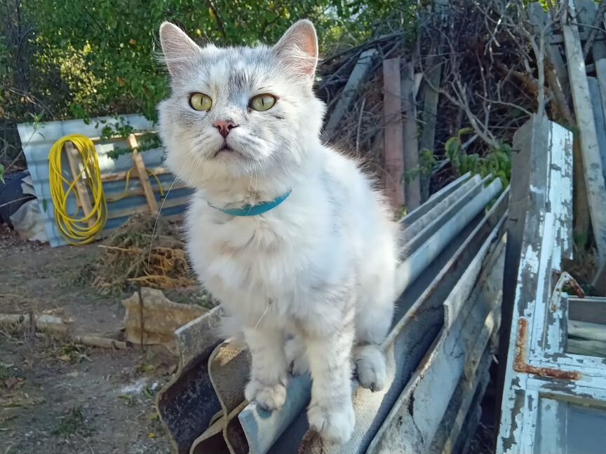 Кошечка в добрые руки