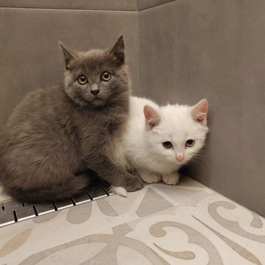 Котята красивые породистые