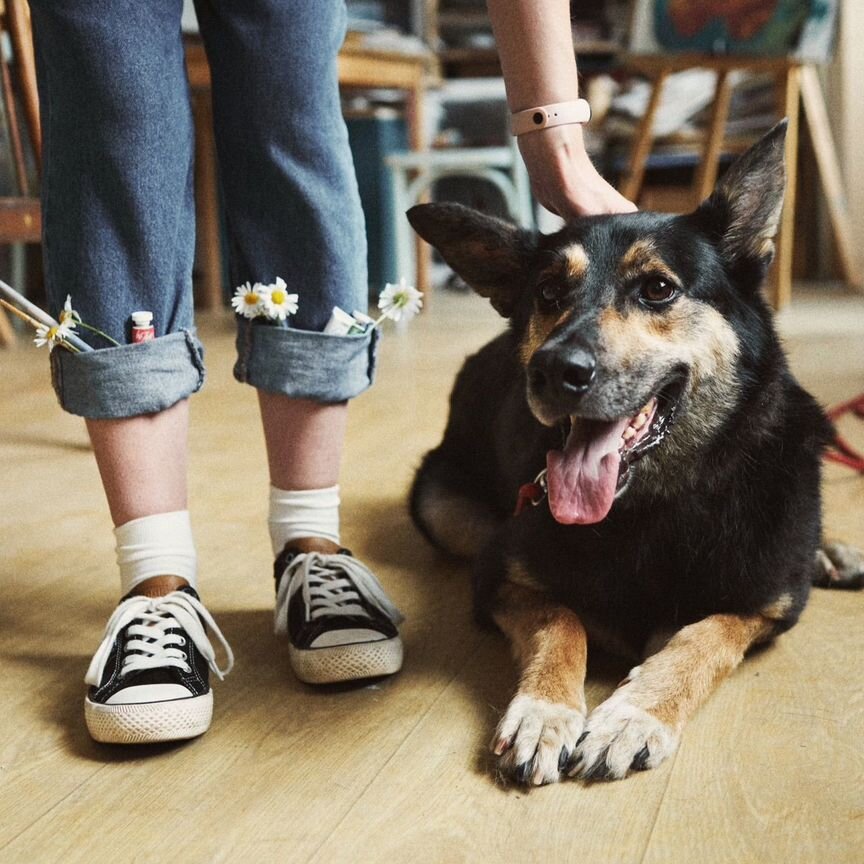 Пёс-друг ищет дом