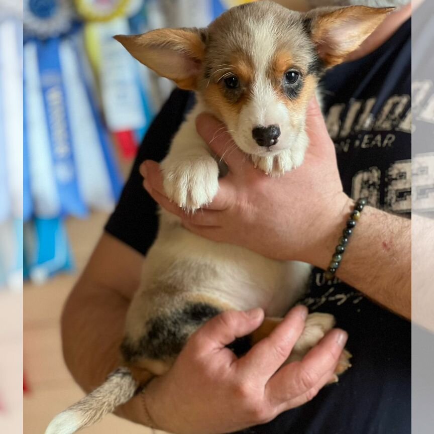 Щенок корги, доставка