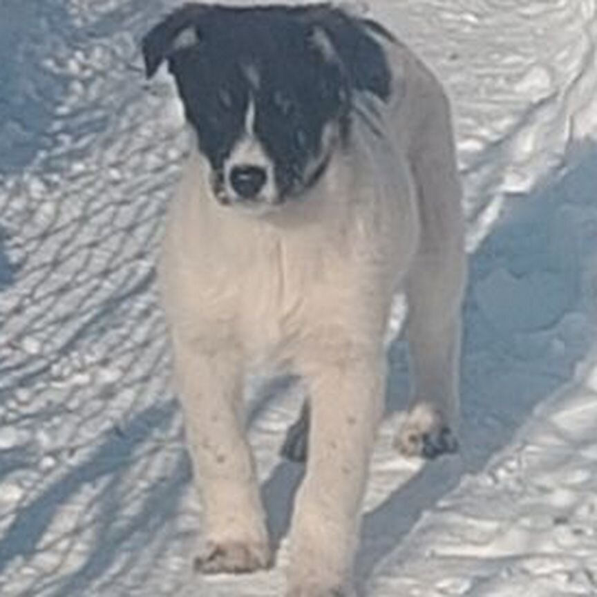 Щенок в добрые руки