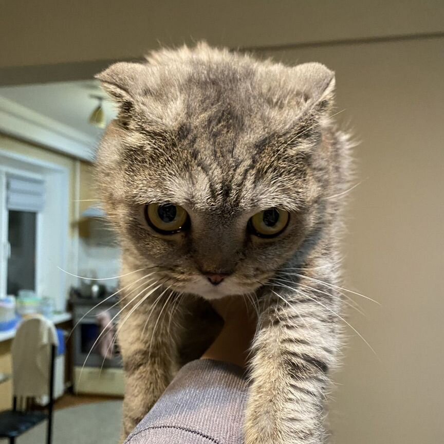 Кот Василий