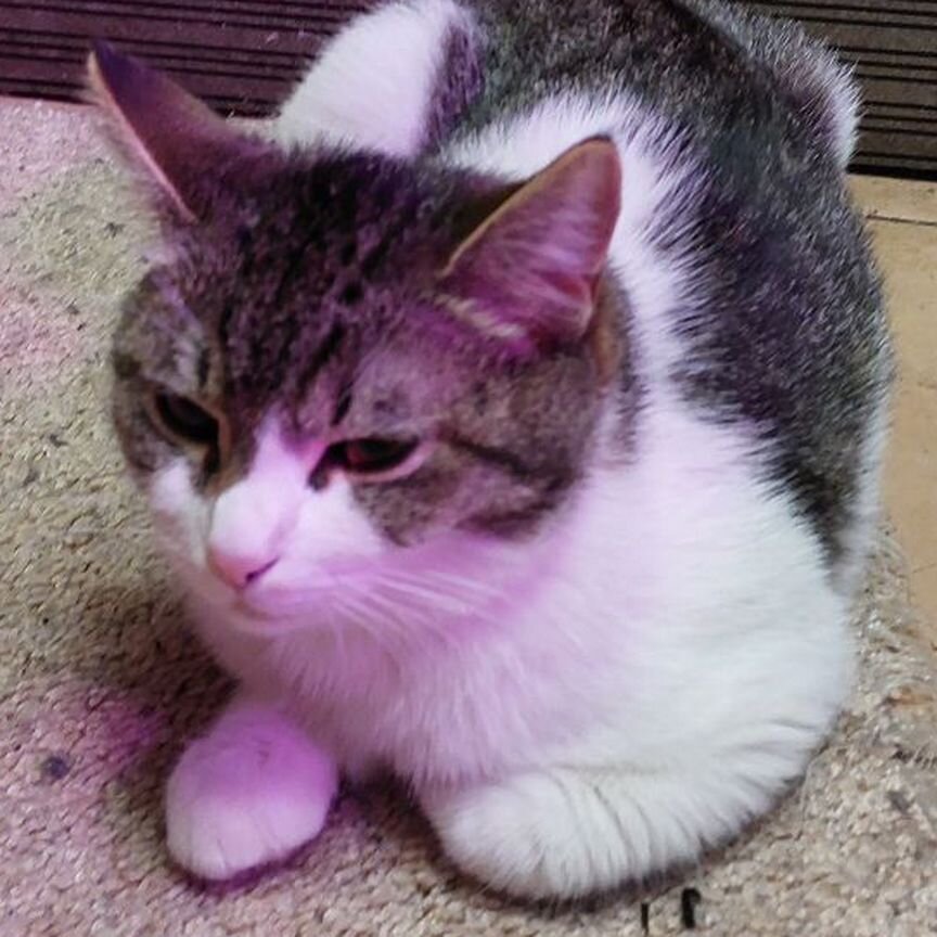 2 кошечки 1 год. Отдам