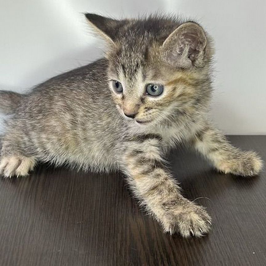 Курильский бобтейл короткошёрстный котёнок