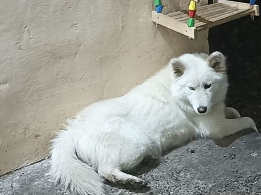 Якутская лайка