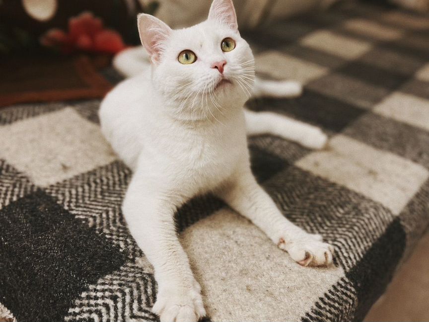 Рон с добрые руки