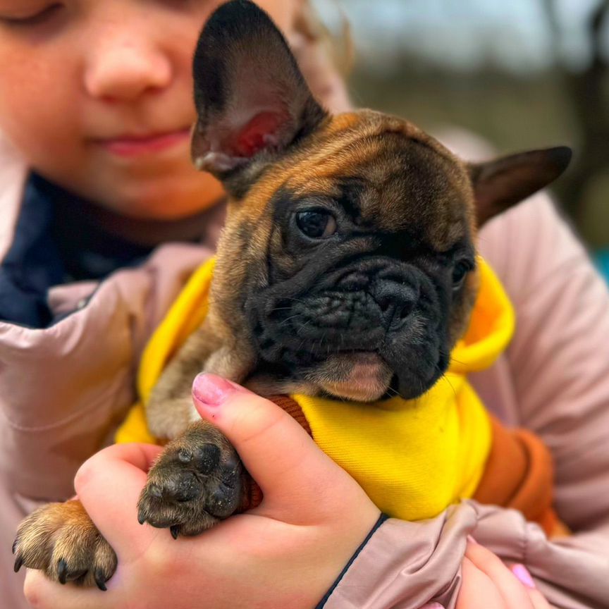 Французский бульдог, щенок