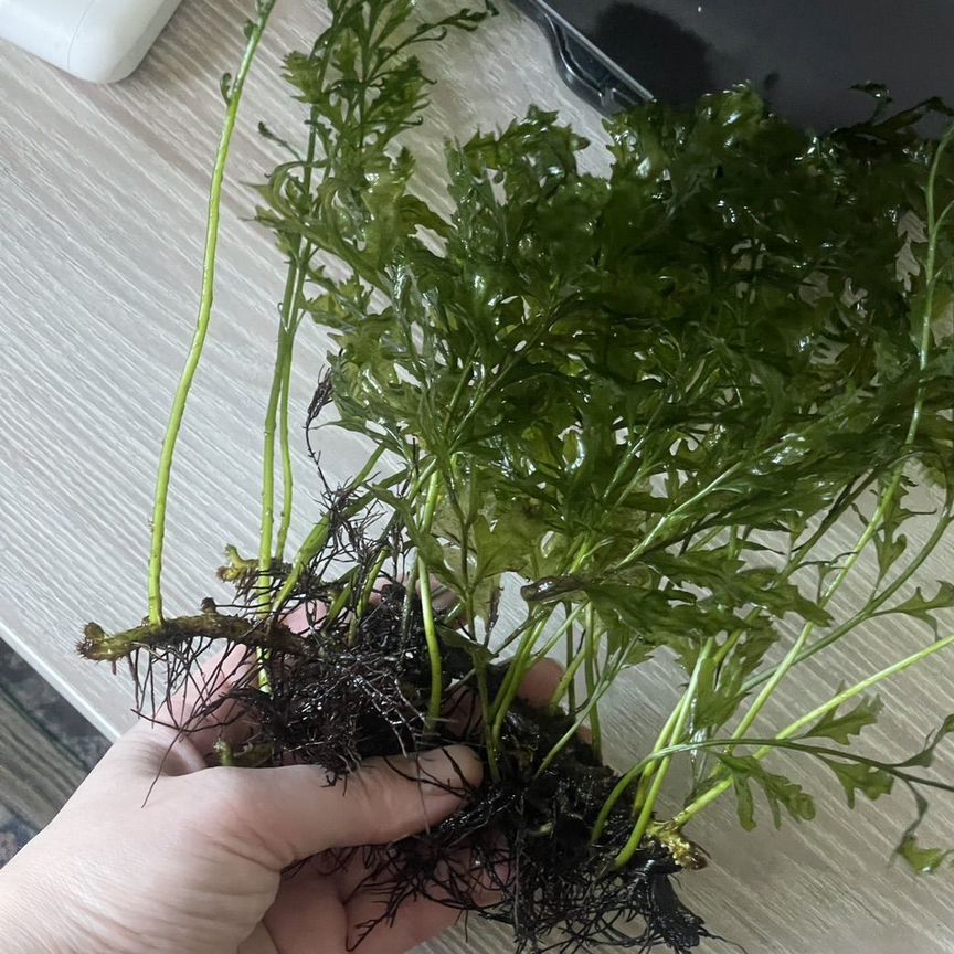 Папоротник болбис анубиас